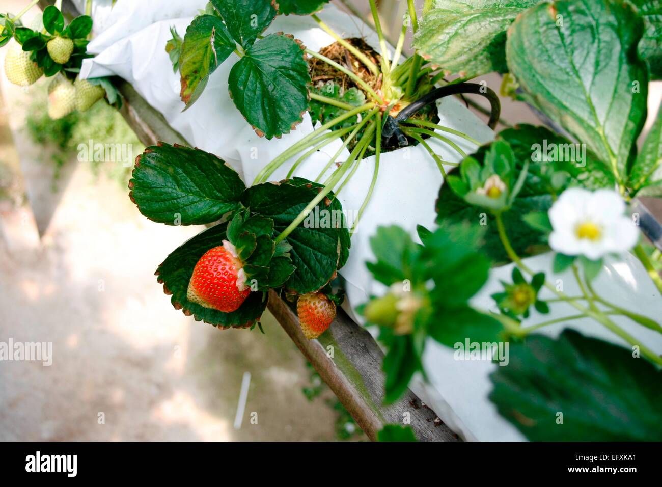 Strawberry colour is very beautiful hi-res stock photography and images ...