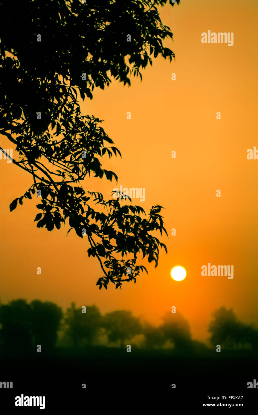 Tree silhouette and misty sunrise hi-res stock photography and images ...