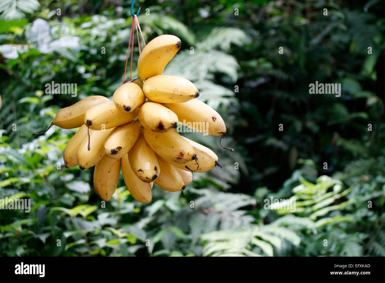 Bananas hanging in tree hi-res stock photography and images - Alamy