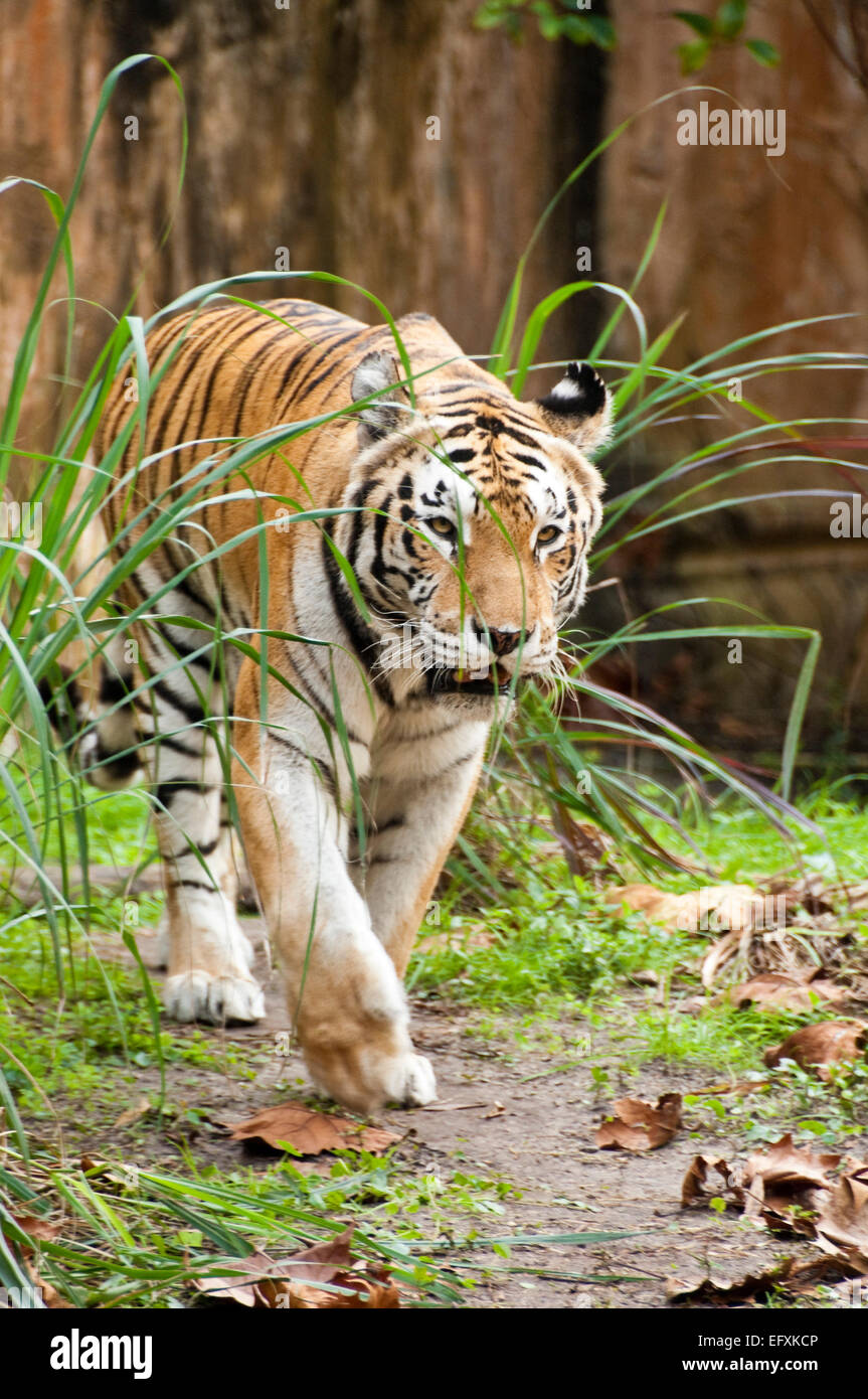 Vertical close up of an adult Siberian tiger (Panthera tigris altaica ...