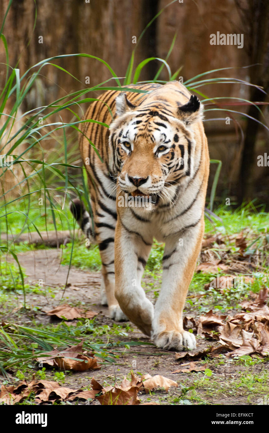 Tiger camouflage grass hi-res stock photography and images - Alamy