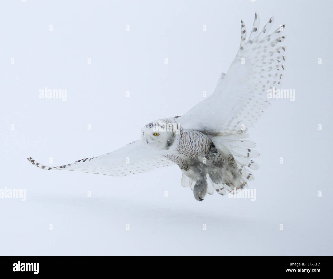 Snowy owl flying hi-res stock photography and images - Alamy