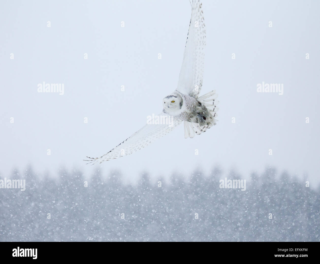 Flying In Storm High Resolution Stock Photography and Images - Alamy