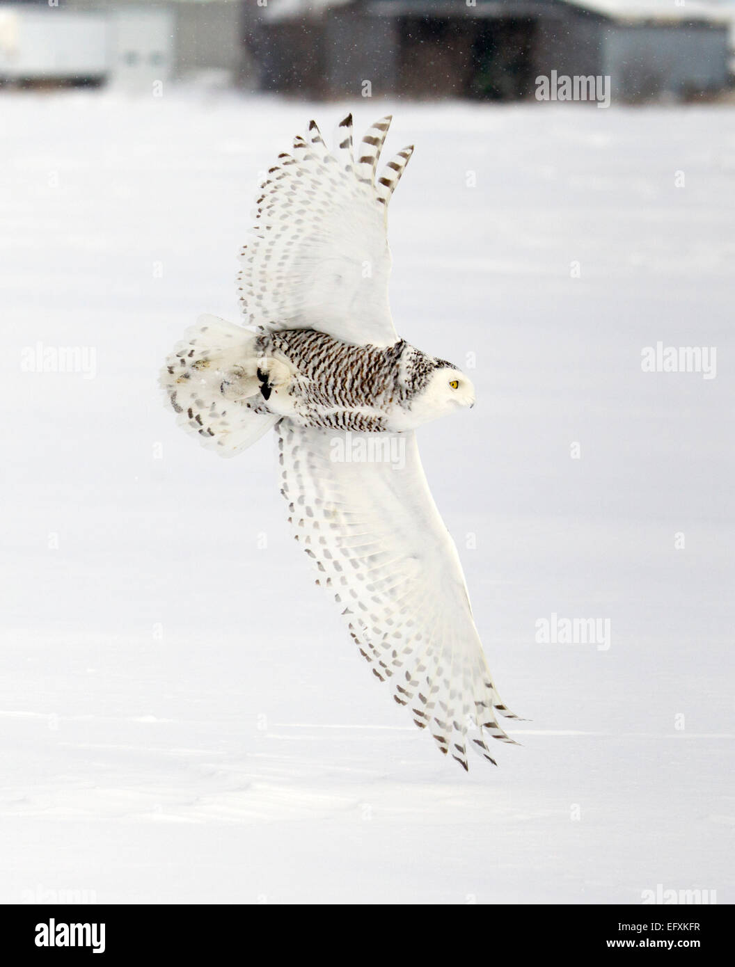 Flying snow owl hi-res stock photography and images - Alamy
