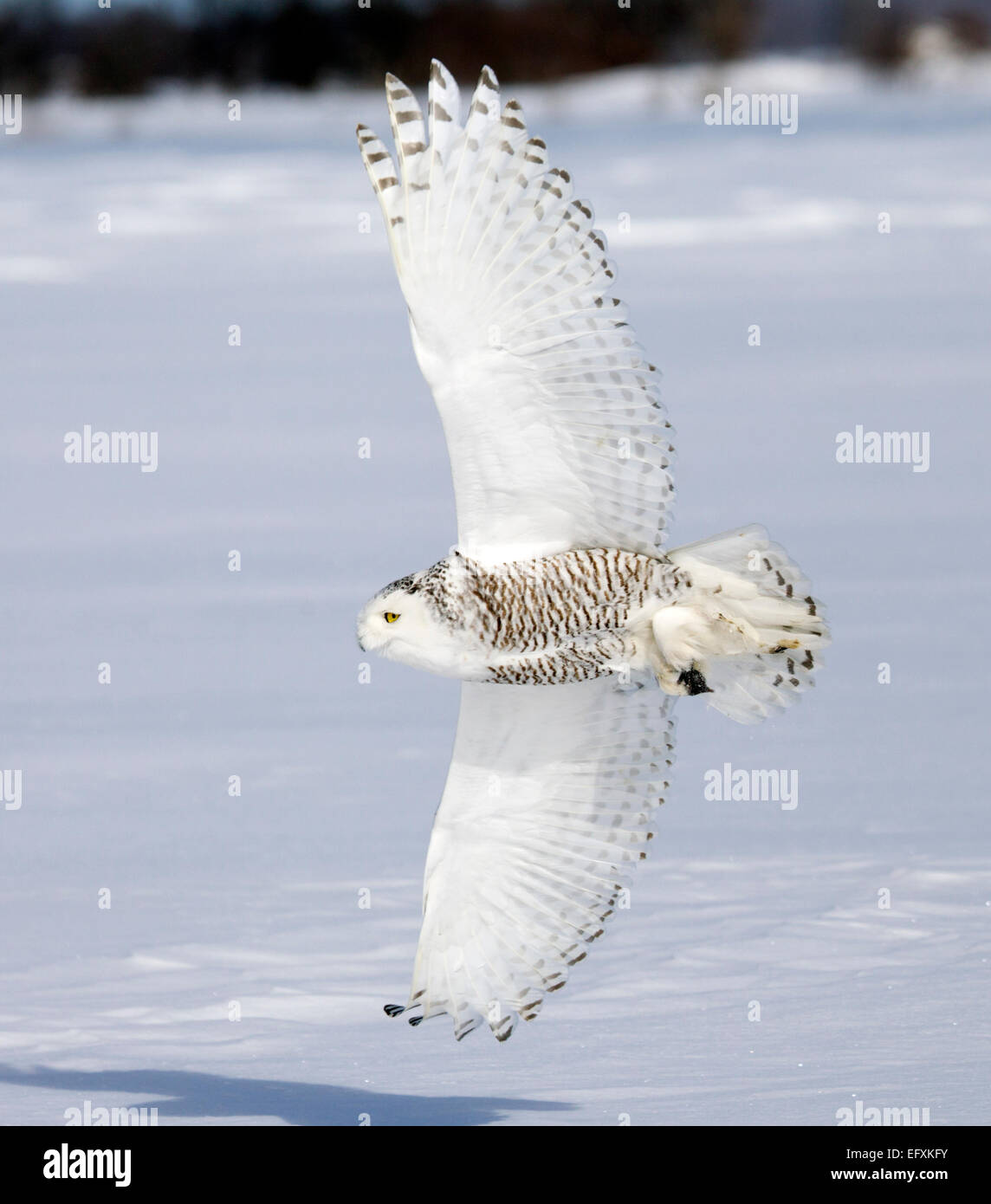 Flying snow owl hi-res stock photography and images - Alamy
