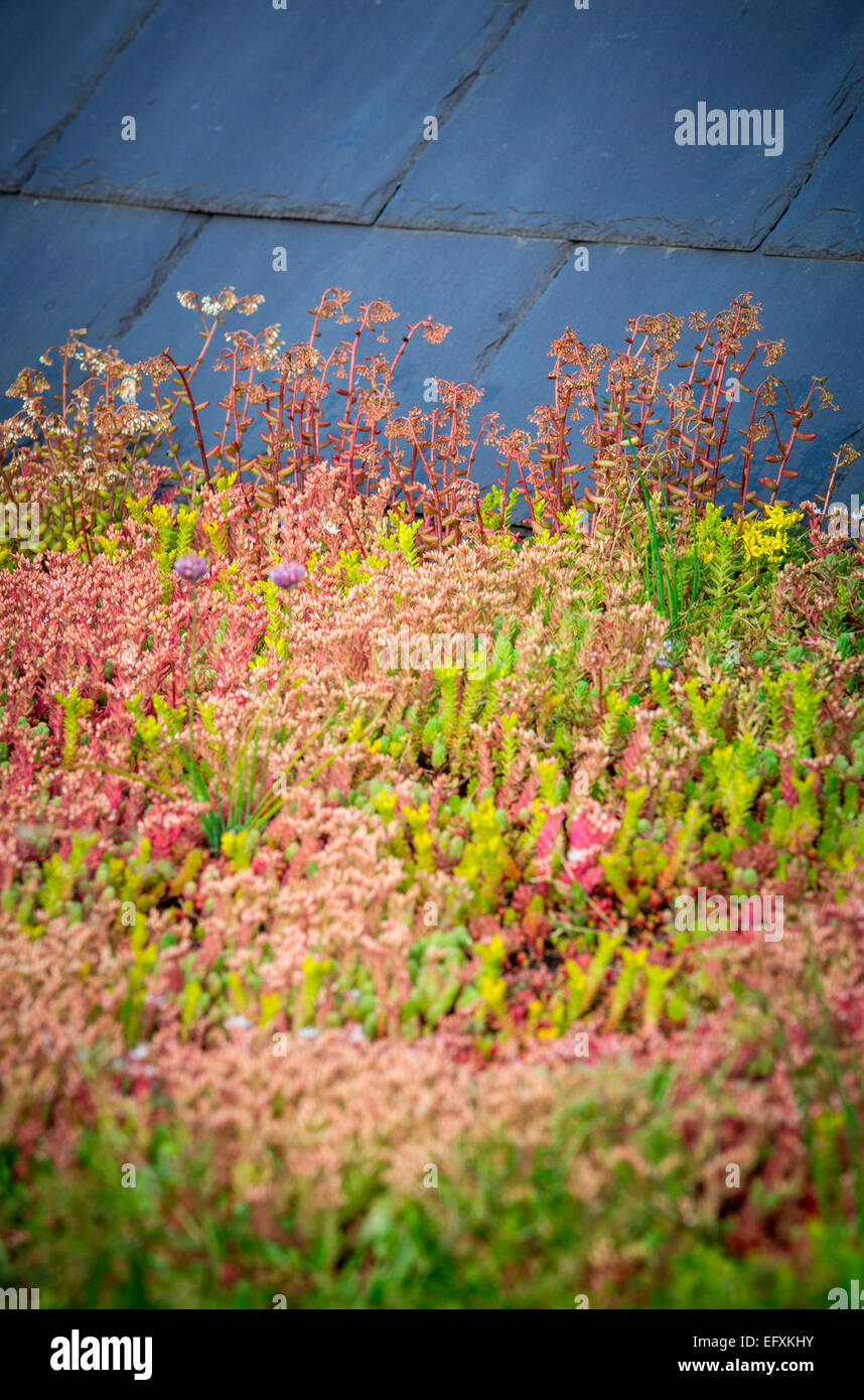 Detail of seedum roof plants and roof tiles Stock Photo - Alamy