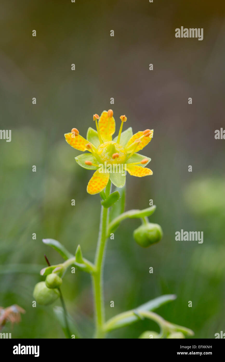 Yellow Saxifrage; Saxifraga aizoides; Summer; UK Stock Photo - Alamy