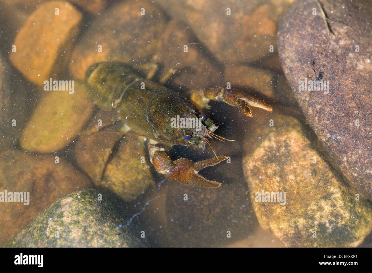 White Clawed Crayfish Austropotamobius pallipes Single in Stream ...