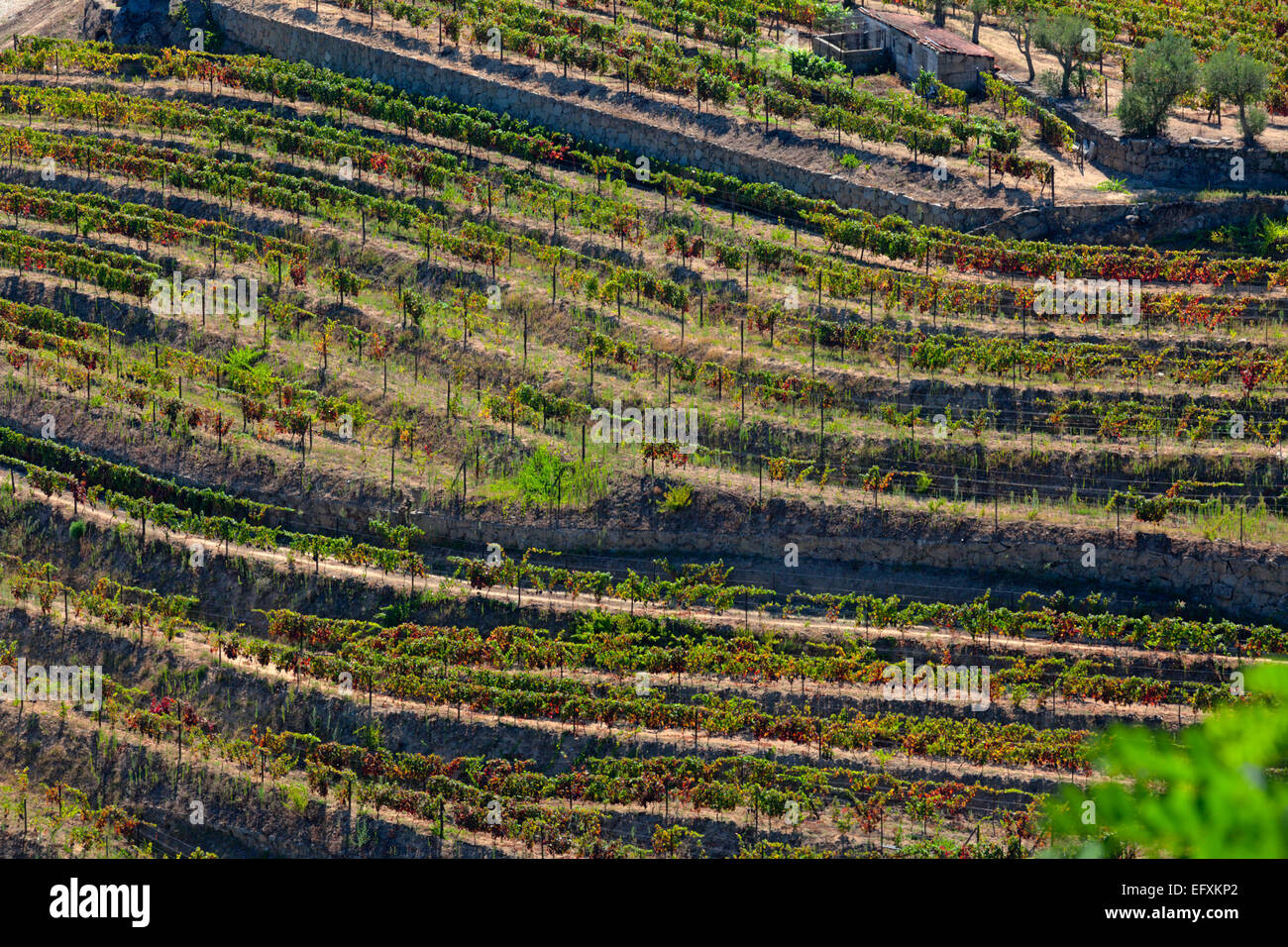 Vines terraces hi-res stock photography and images - Alamy