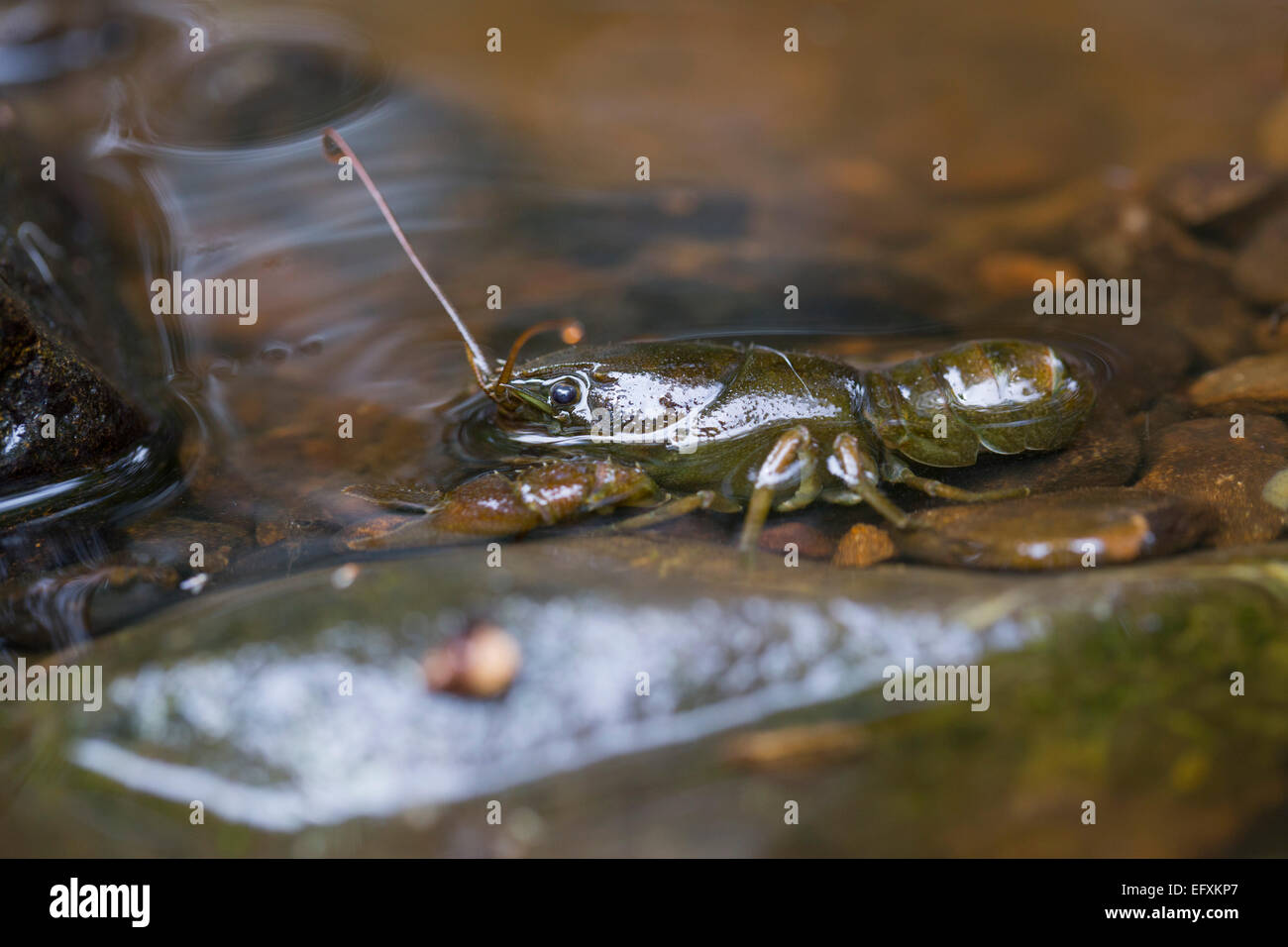 White Clawed Crayfish Austropotamobius pallipes Single in Stream ...