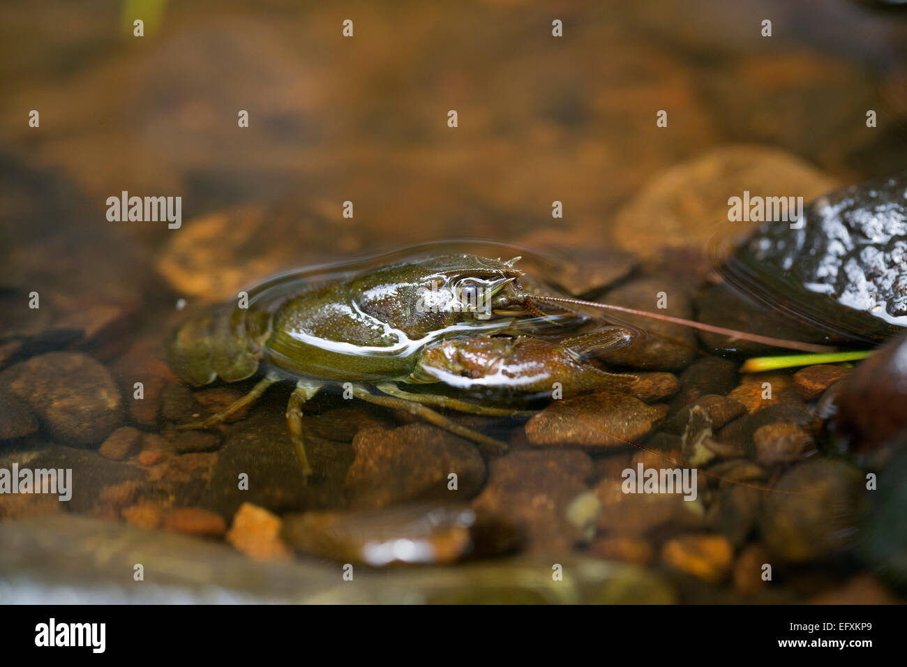 White Clawed Crayfish; Austropotamobius pallipes; Northumberland; UK ...