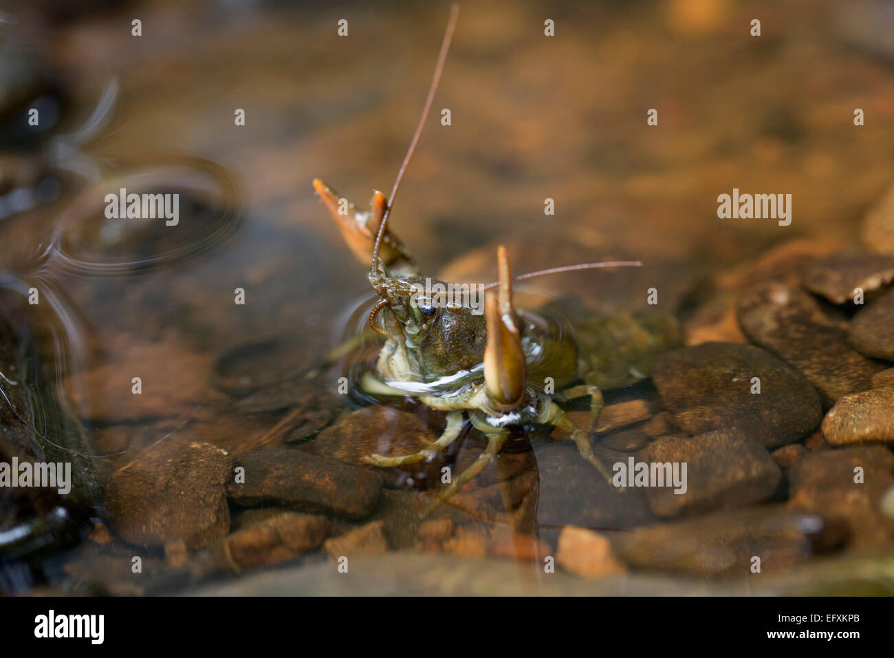 White Clawed Crayfish; Austropotamobius pallipes; Northumberland; UK ...