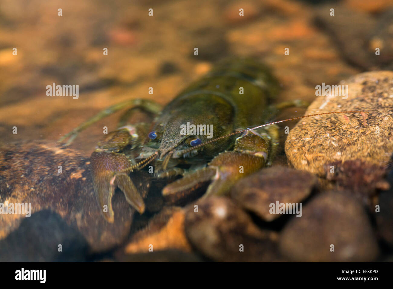 Native freshwater white clawed crayfish hi-res stock photography and ...