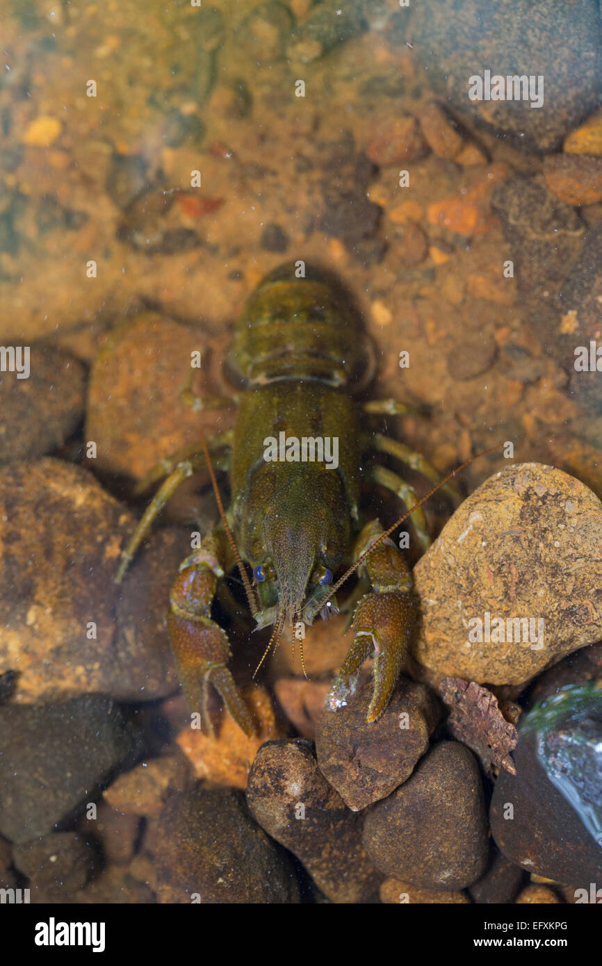 White Clawed Crayfish Austropotamobius pallipes Single in Stream ...