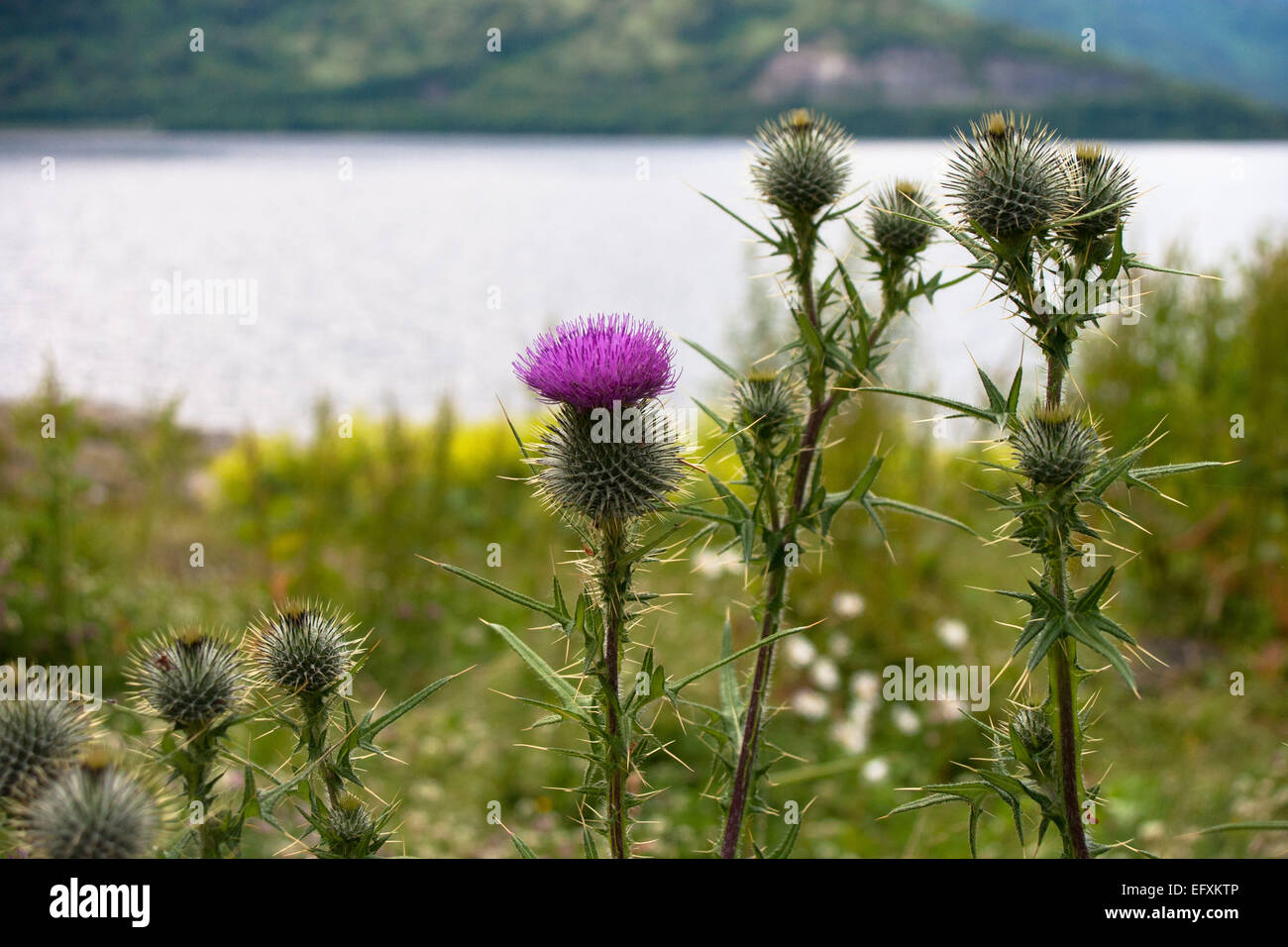 Scottish thistles hi-res stock photography and images - Alamy