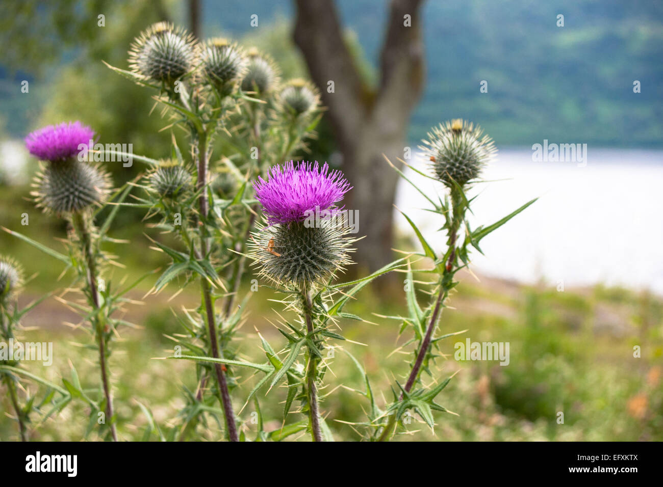 Scottish thistles hi-res stock photography and images - Alamy