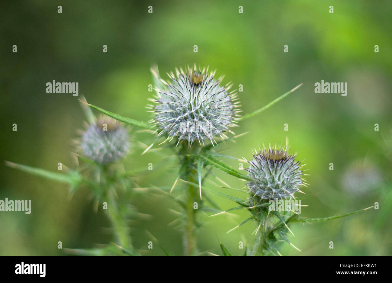 Scottish thistles hi-res stock photography and images - Alamy