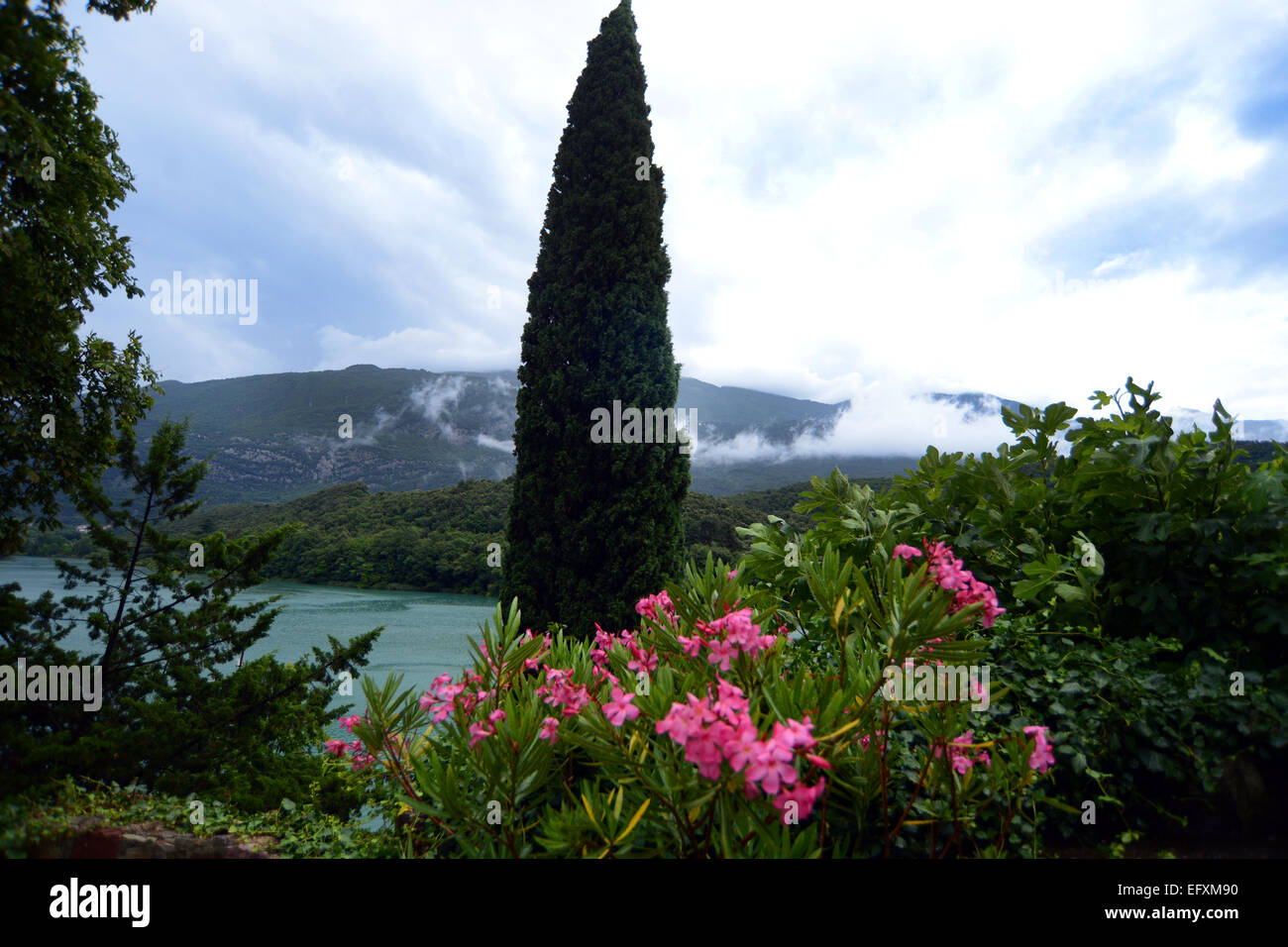 Italian cypress tree hi-res stock photography and images - Alamy