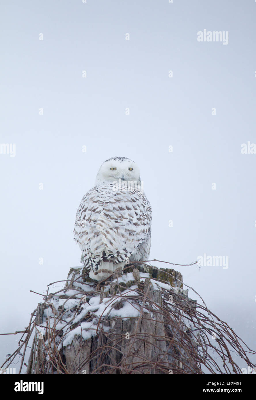 Owl Looking Over Shoulder High Resolution Stock Photography and Images ...