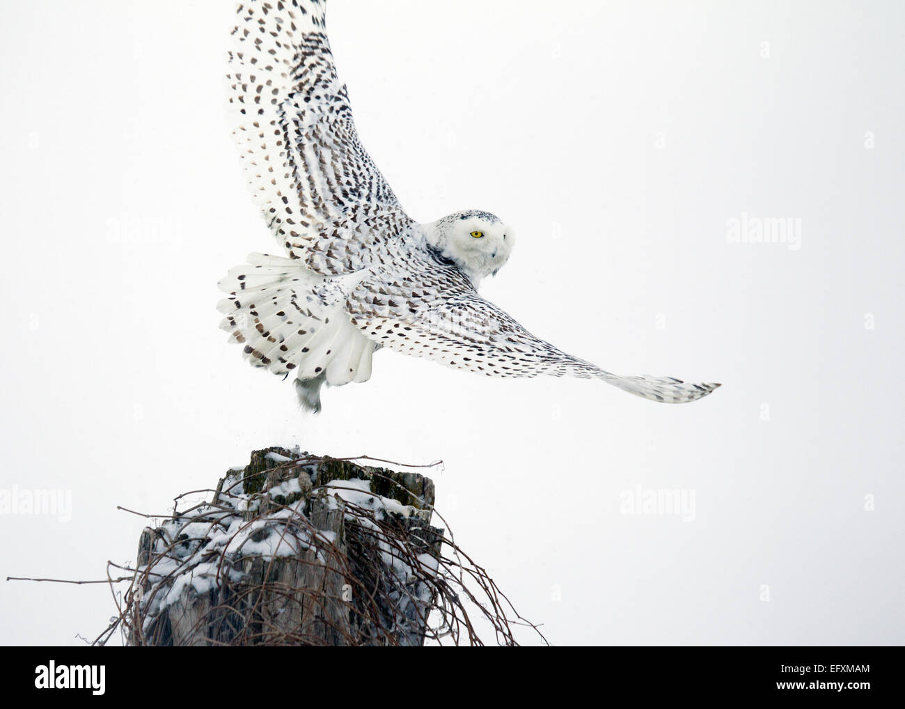 Taking off from perch hi-res stock photography and images - Alamy