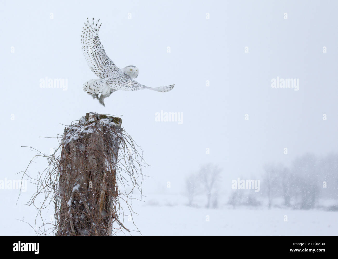 Snowy owl taking off from tree stump hi-res stock photography and ...