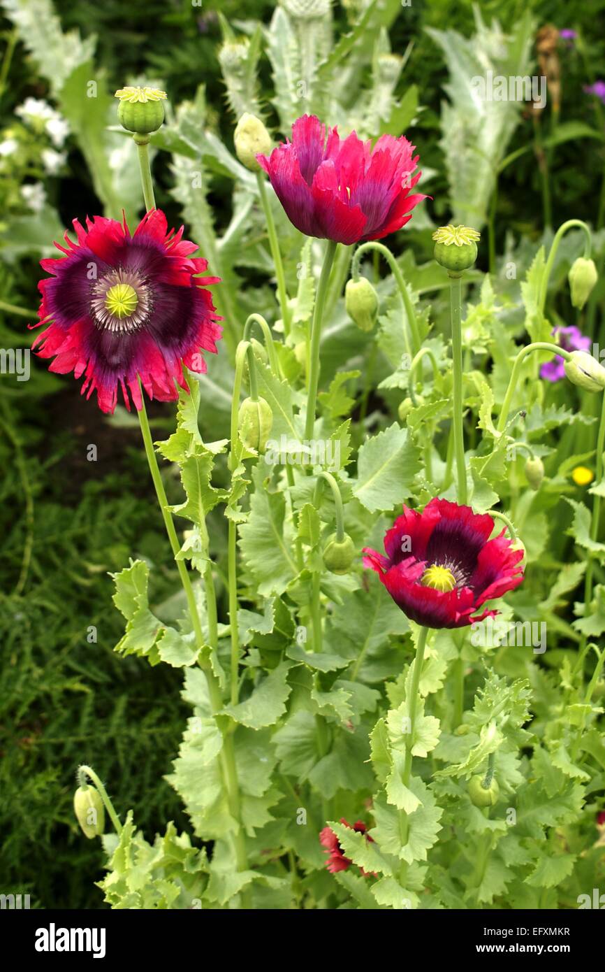 Purple poppy hi-res stock photography and images - Alamy