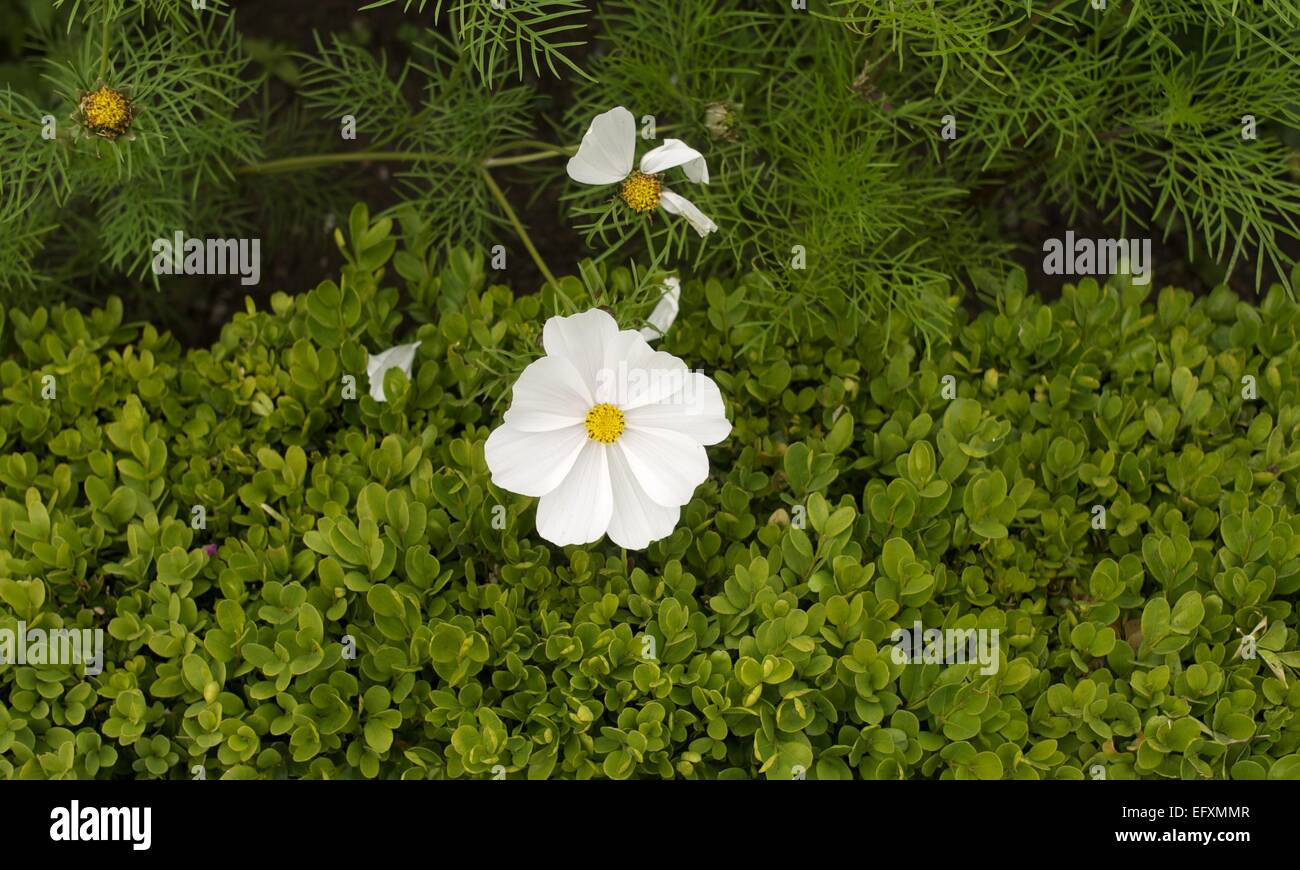 White Cosmos Flower Stock Photo - Alamy