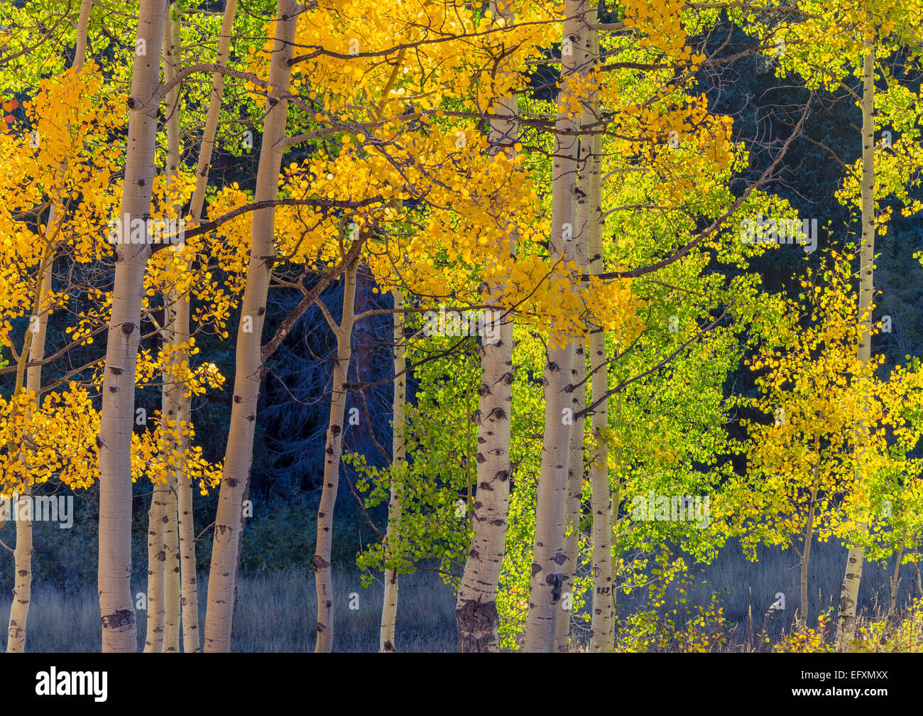 Gunnison National Forest, Colorado: Detailed colors of an aspen ...