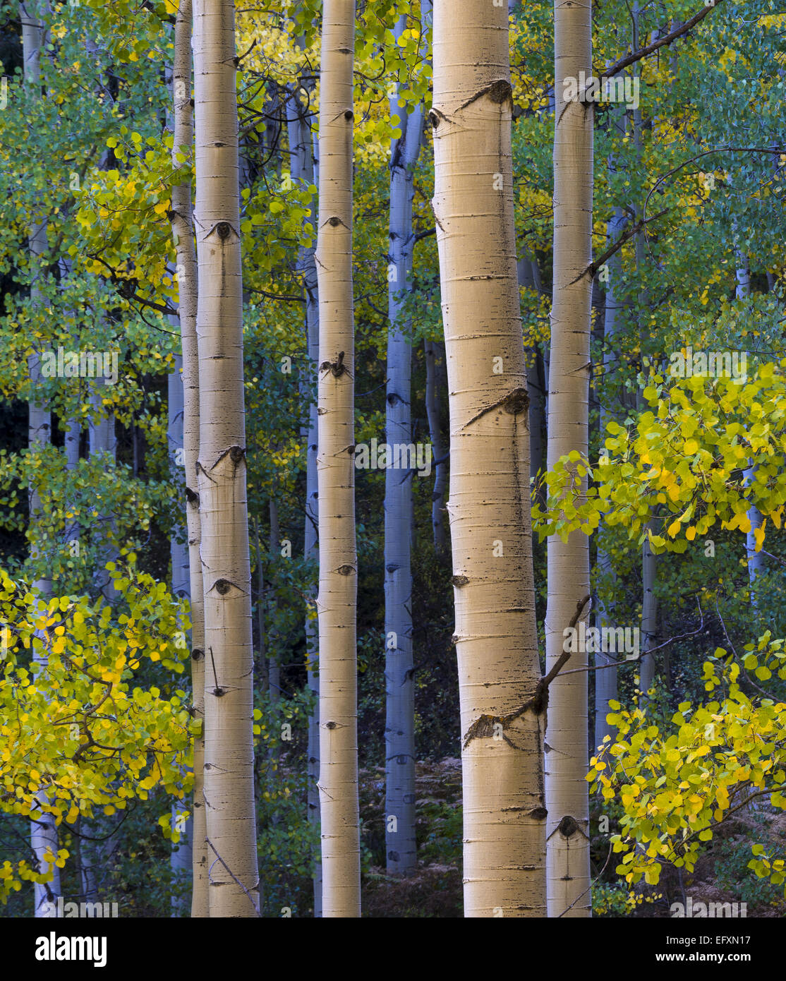 Gunnison National Forest, Colorado: Detailed colors of an aspen ...