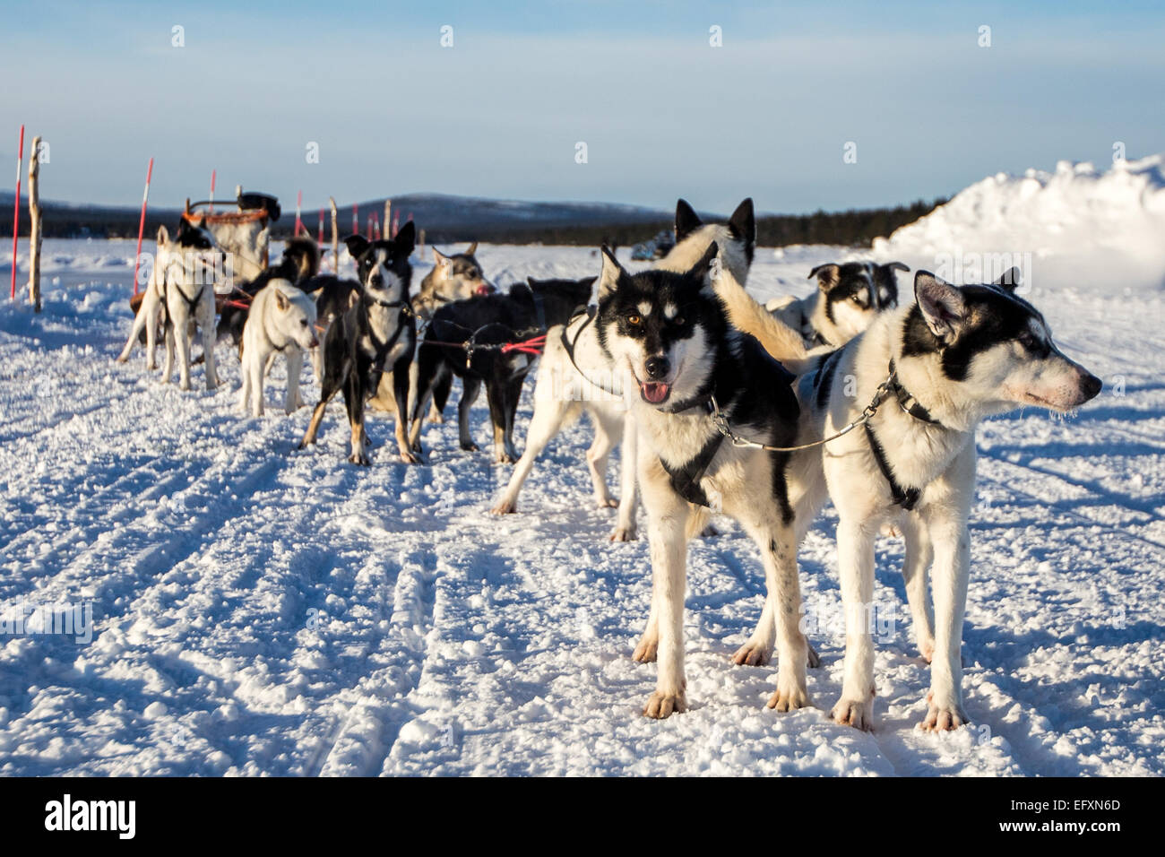 Husky Sledging team Stock Photo - Alamy
