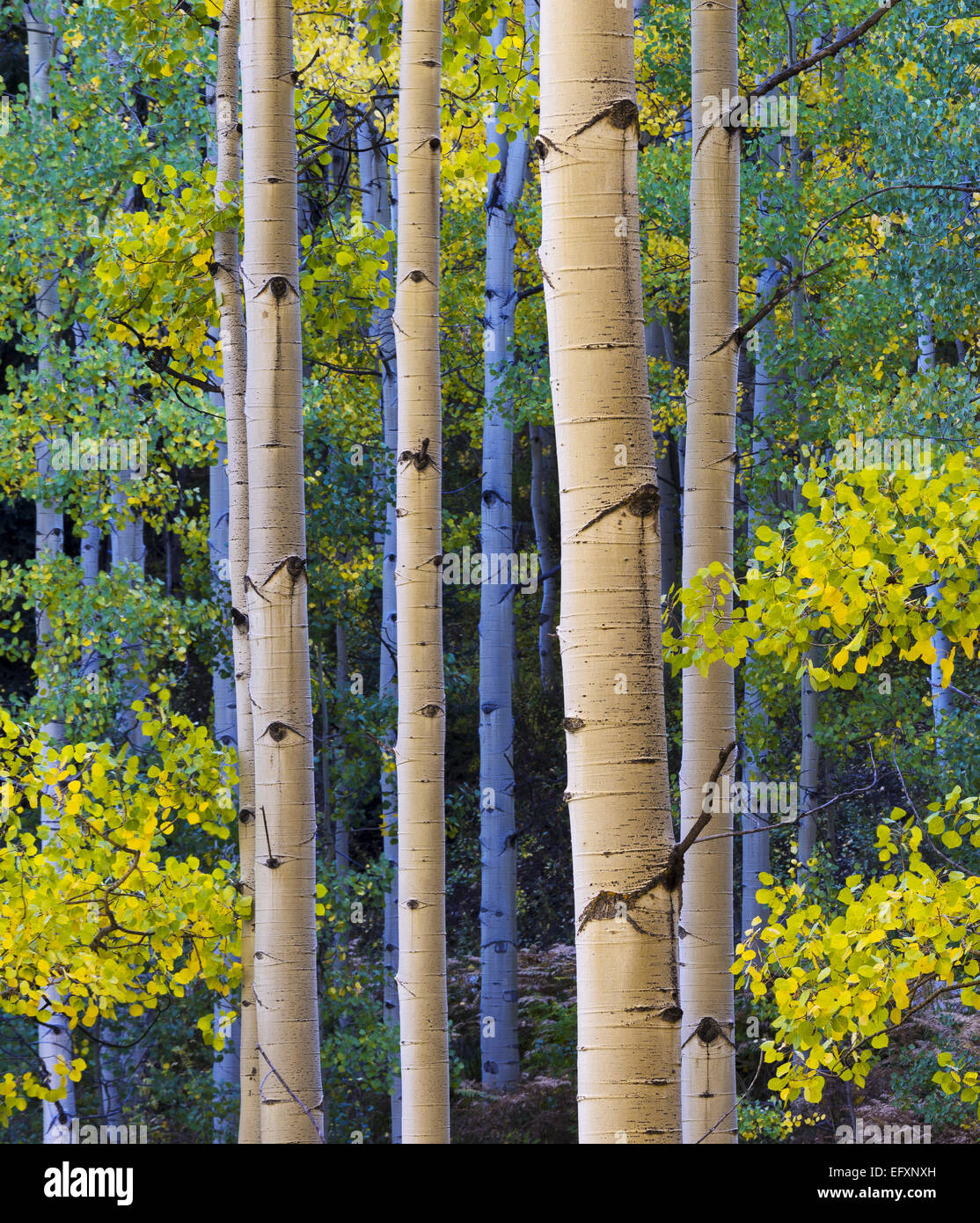 Gunnison National Forest, Colorado: Detailed colors of an aspen ...