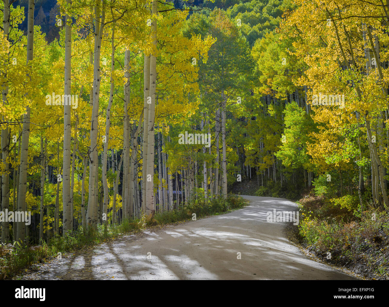 Gunnison National Forest, Colorado: Morning sun on a winding gravel ...