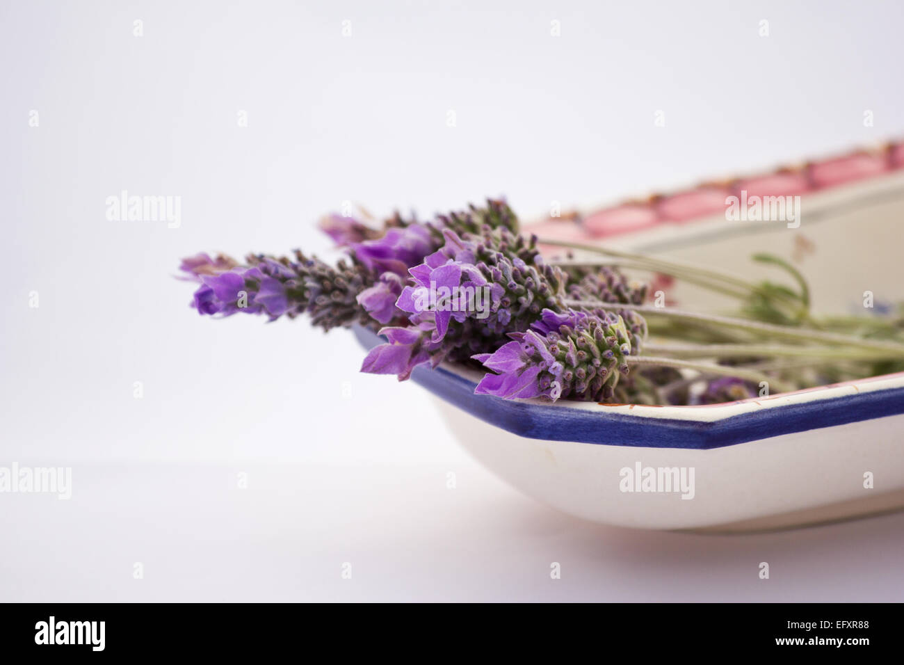 Fresh lavender flowers in a ceramic tray on white background Stock ...