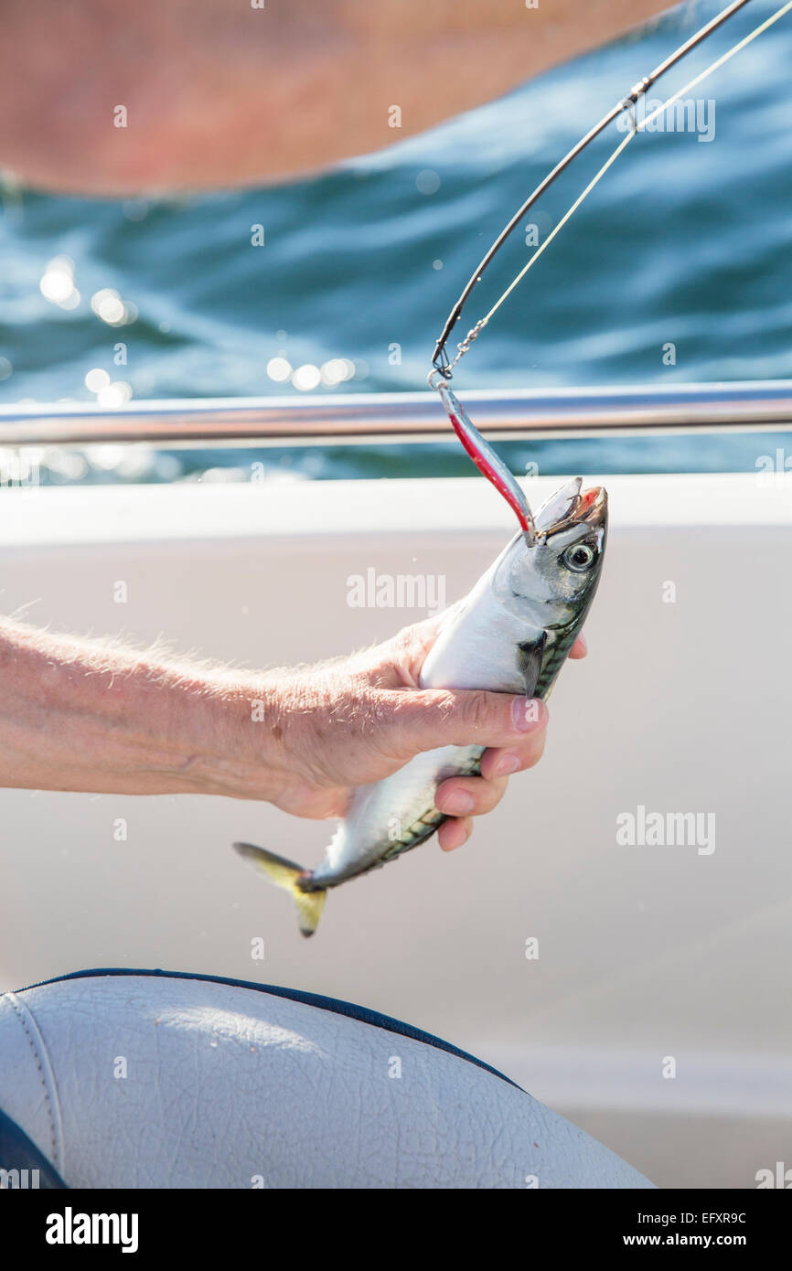 Man fishing mackerel from boat at sea Stock Photo - Alamy