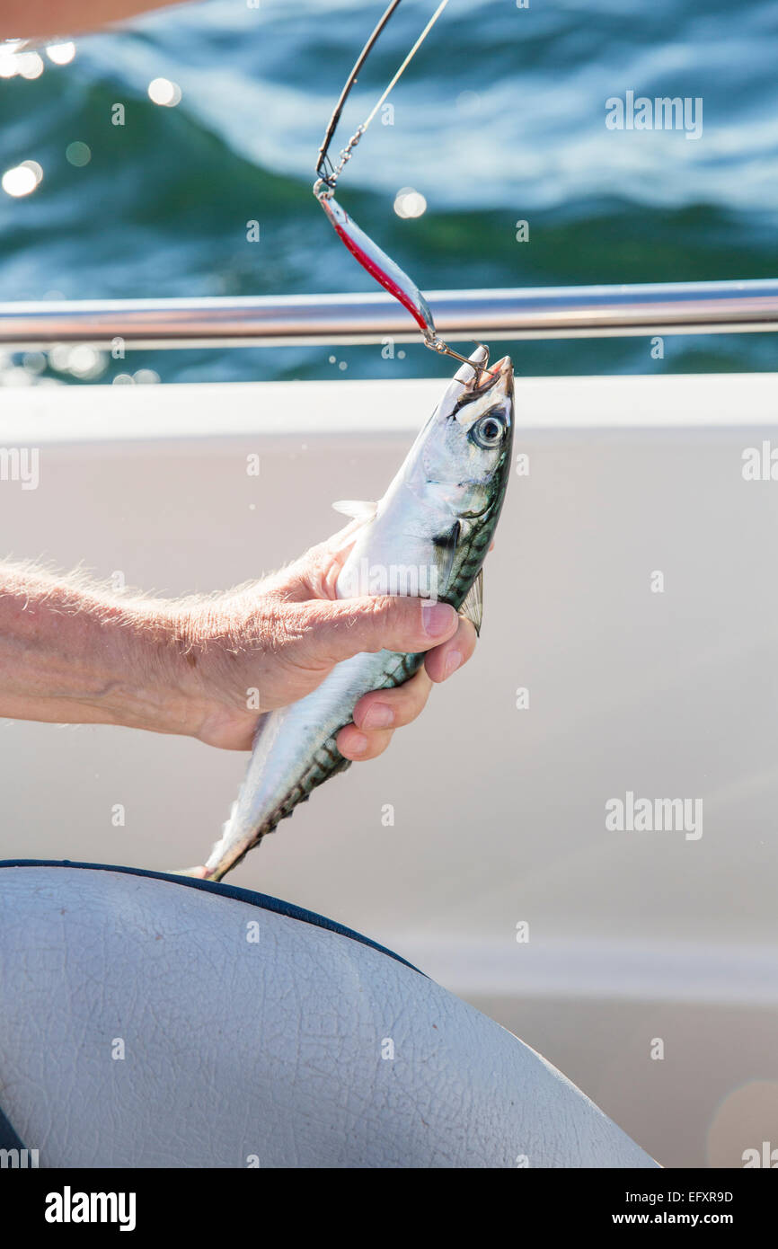 Mackerel man hi-res stock photography and images - Alamy