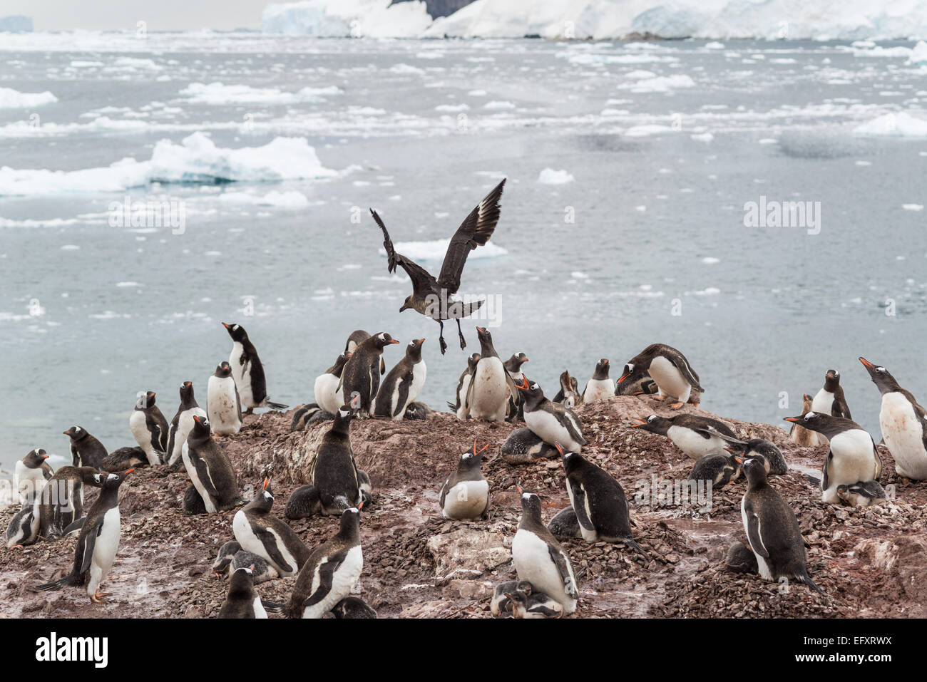 Penguin attack hi-res stock photography and images - Alamy