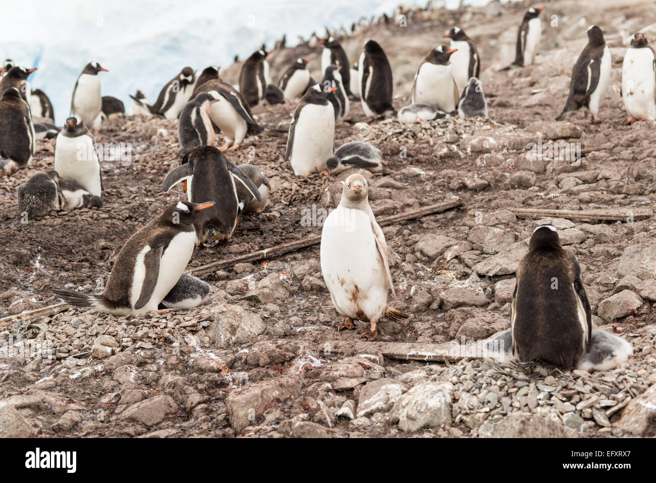 Leucistic Gentoo penguin mingles with normally pimented members of ...