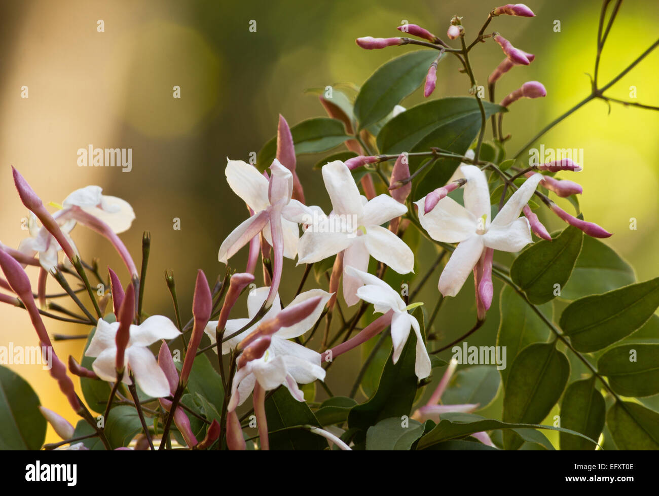 Pink jasmine (Jasminum polyanthum) plant flowers and buds on natural ...