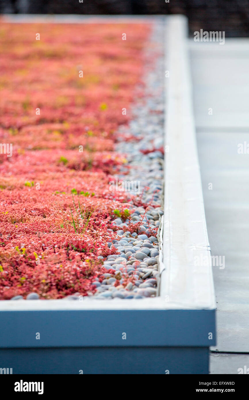 Detail of seedum roof edge Stock Photo - Alamy