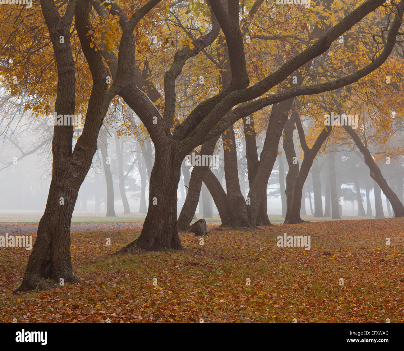 Beeds Lake State Park, Franklin County, Iowa Gracefully curved trunks ...