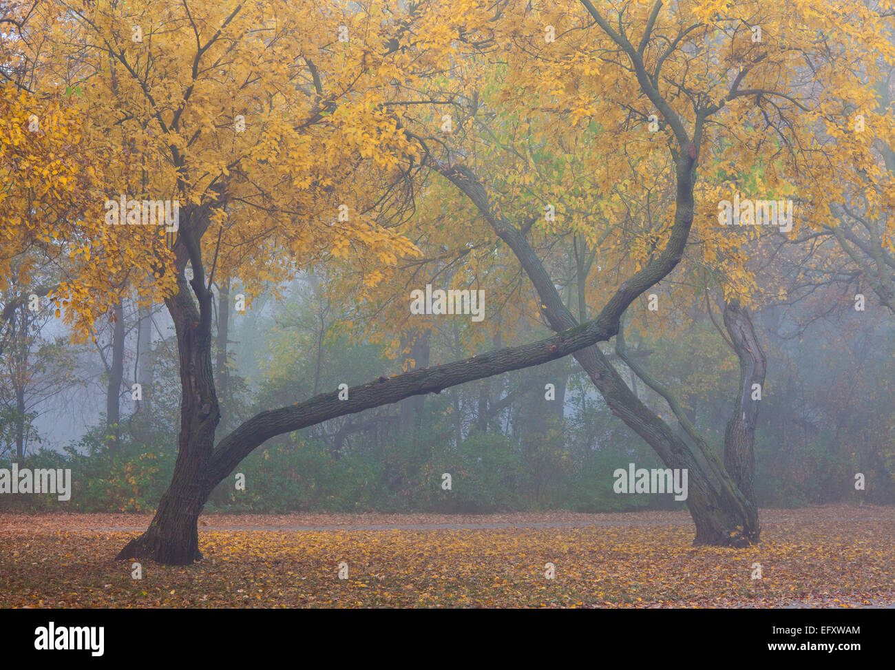 Beeds Lake State Park, Franklin County, Iowa Gracefully curved trunks ...