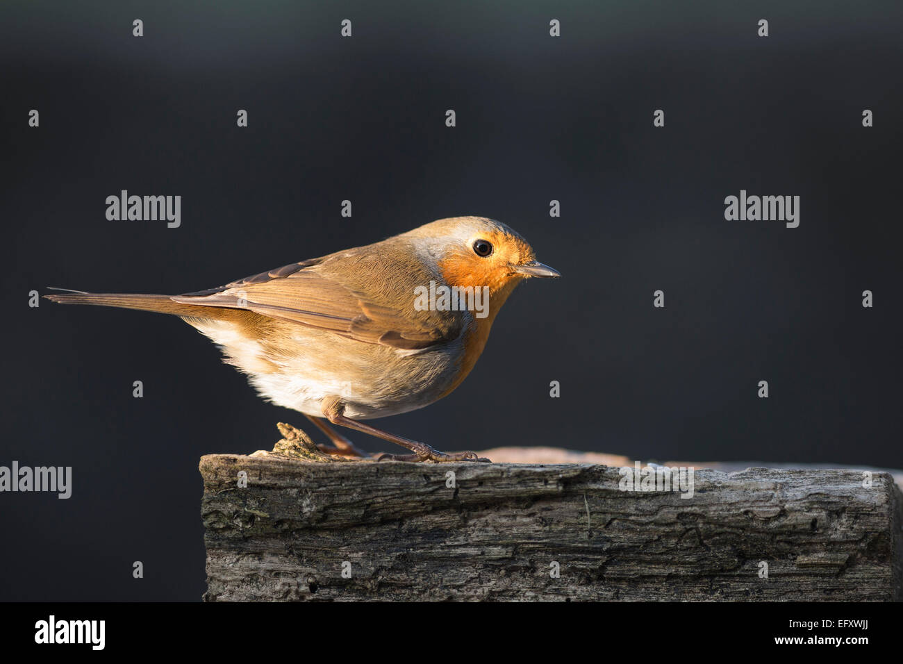 robin in sunlight isolated on log Stock Photo - Alamy