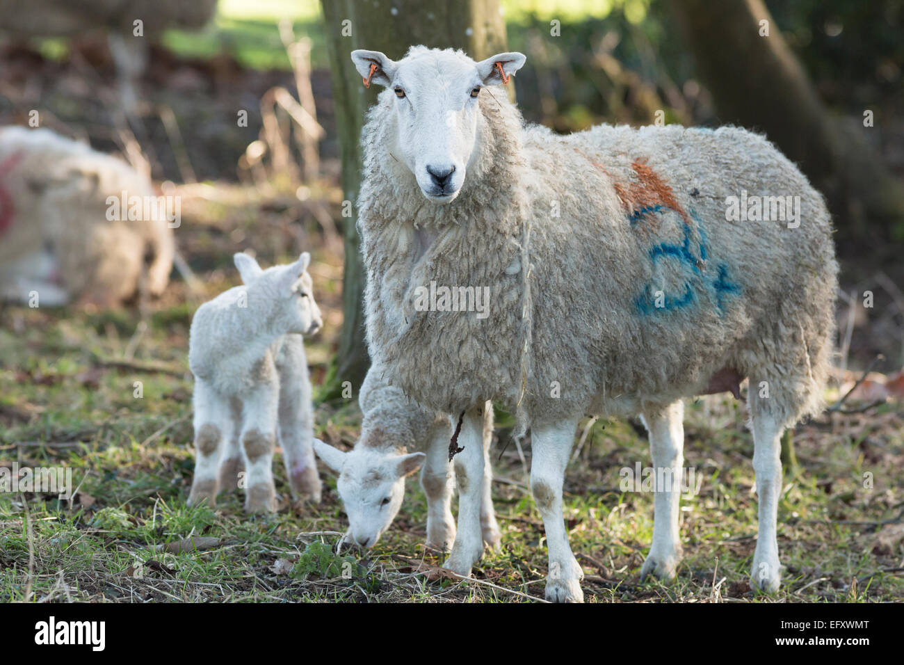 Twin family hi-res stock photography and images - Alamy