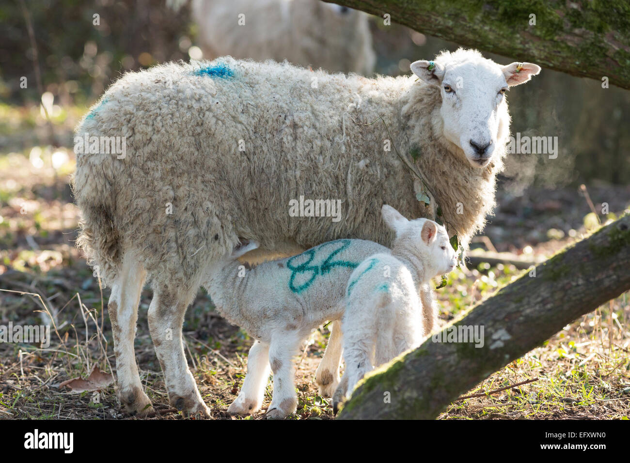 Ewe tree hi-res stock photography and images - Alamy
