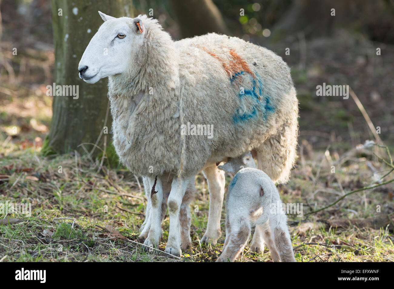 Mother sheep with twin lambs hi-res stock photography and images - Alamy