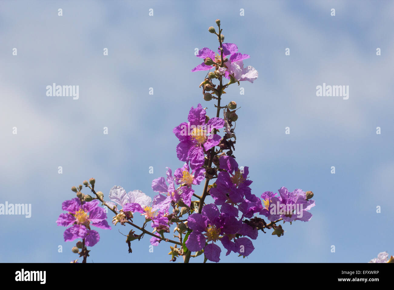 Queen crape myrtle hi-res stock photography and images - Alamy
