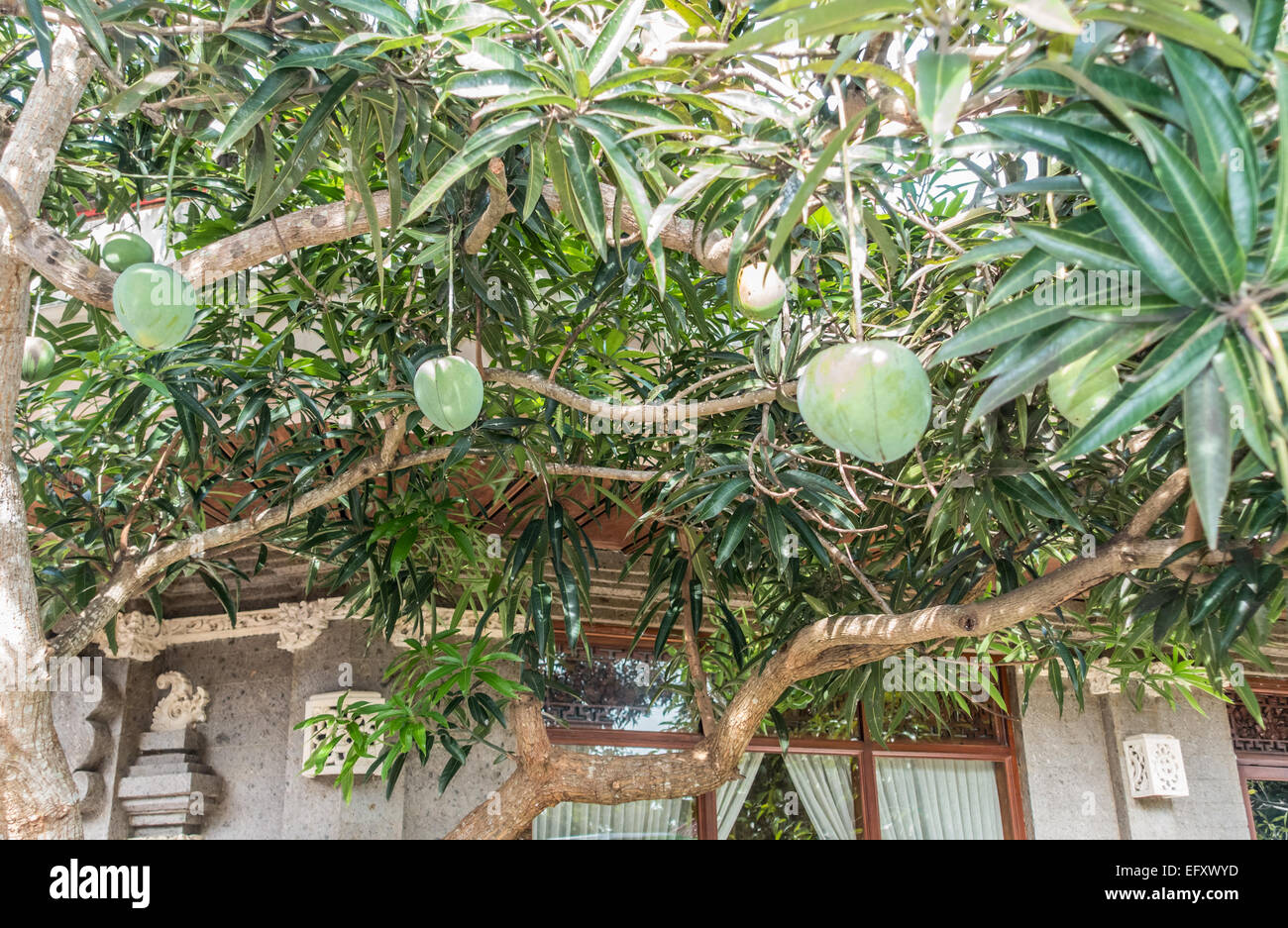 Mango Trees and fruit (Mangifera indica) in Bali, Indonesia Stock Photo ...