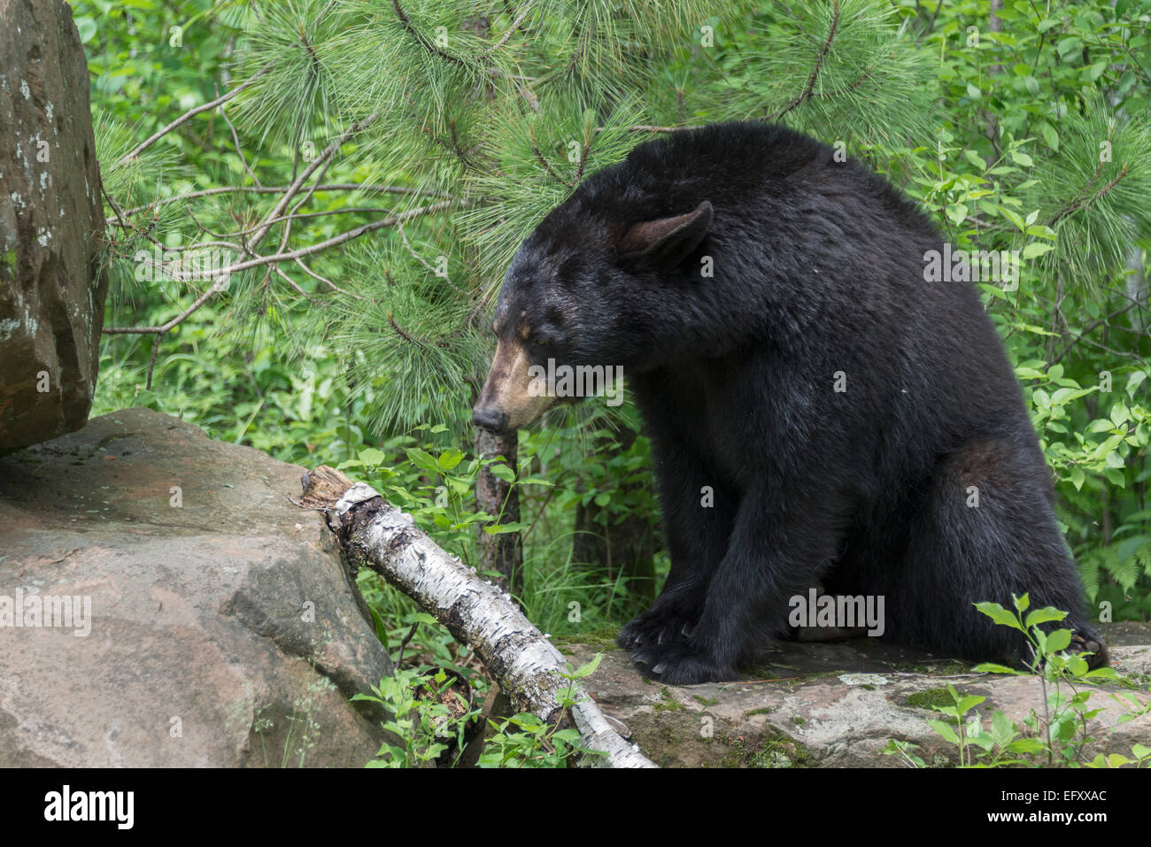 Black bear sitting on a rock, near Sandstone, Minnesota, USA Stock ...