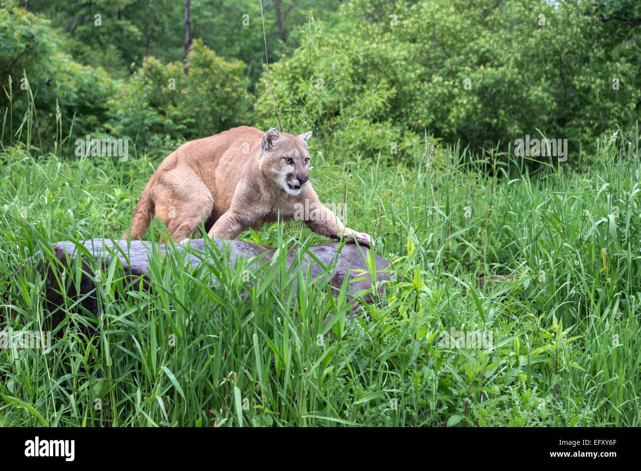 Cougar crouching on a rock, near Sandstone, Minnesota, USA Stock Photo ...