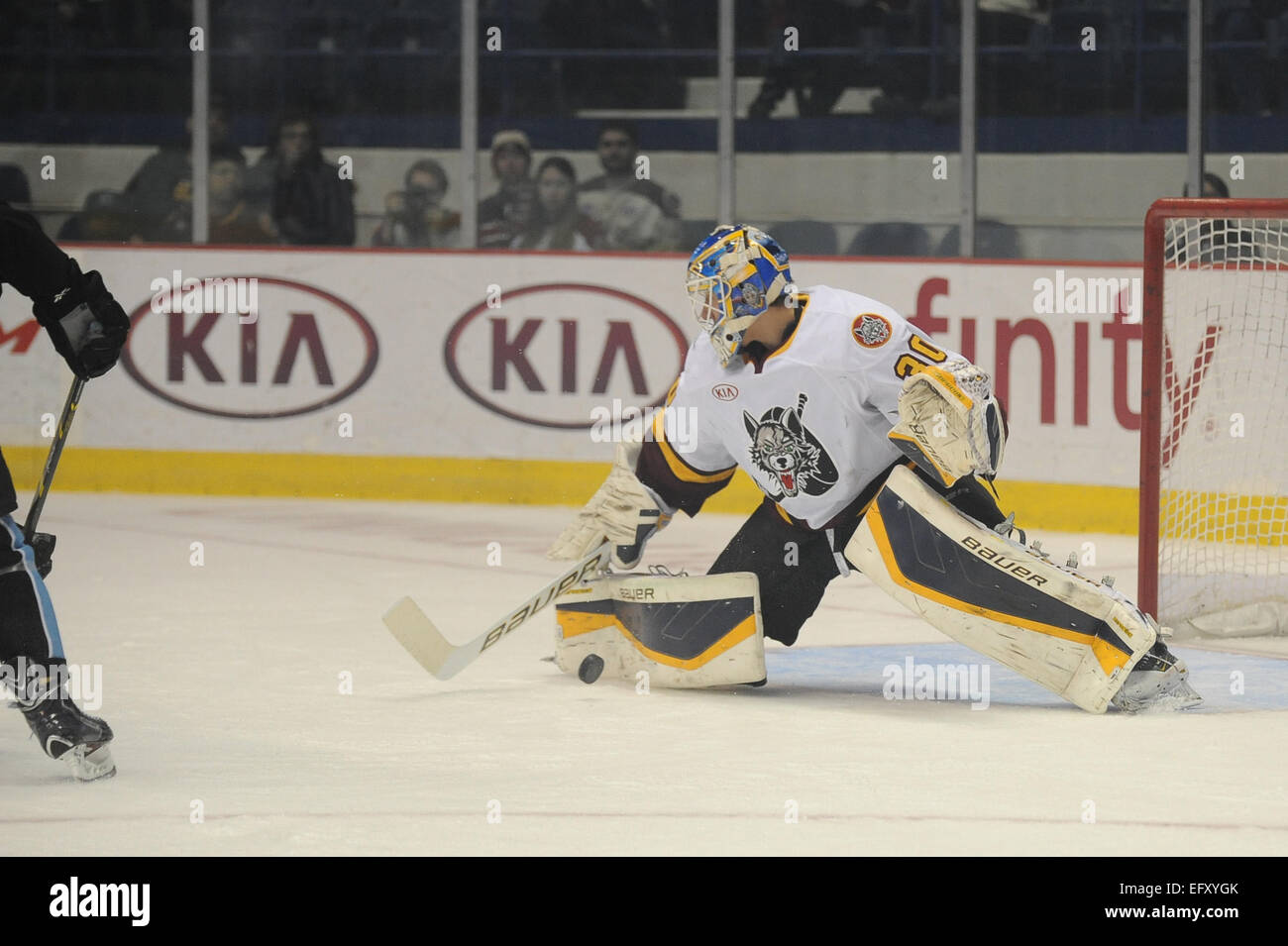 Chicago wolves hi-res stock photography and images - Alamy